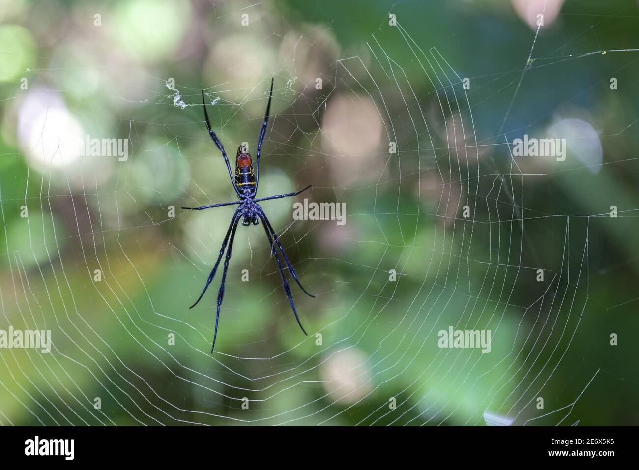 Madagascar, East, Andasibe-Mantadia national park, spider of the genus ...
