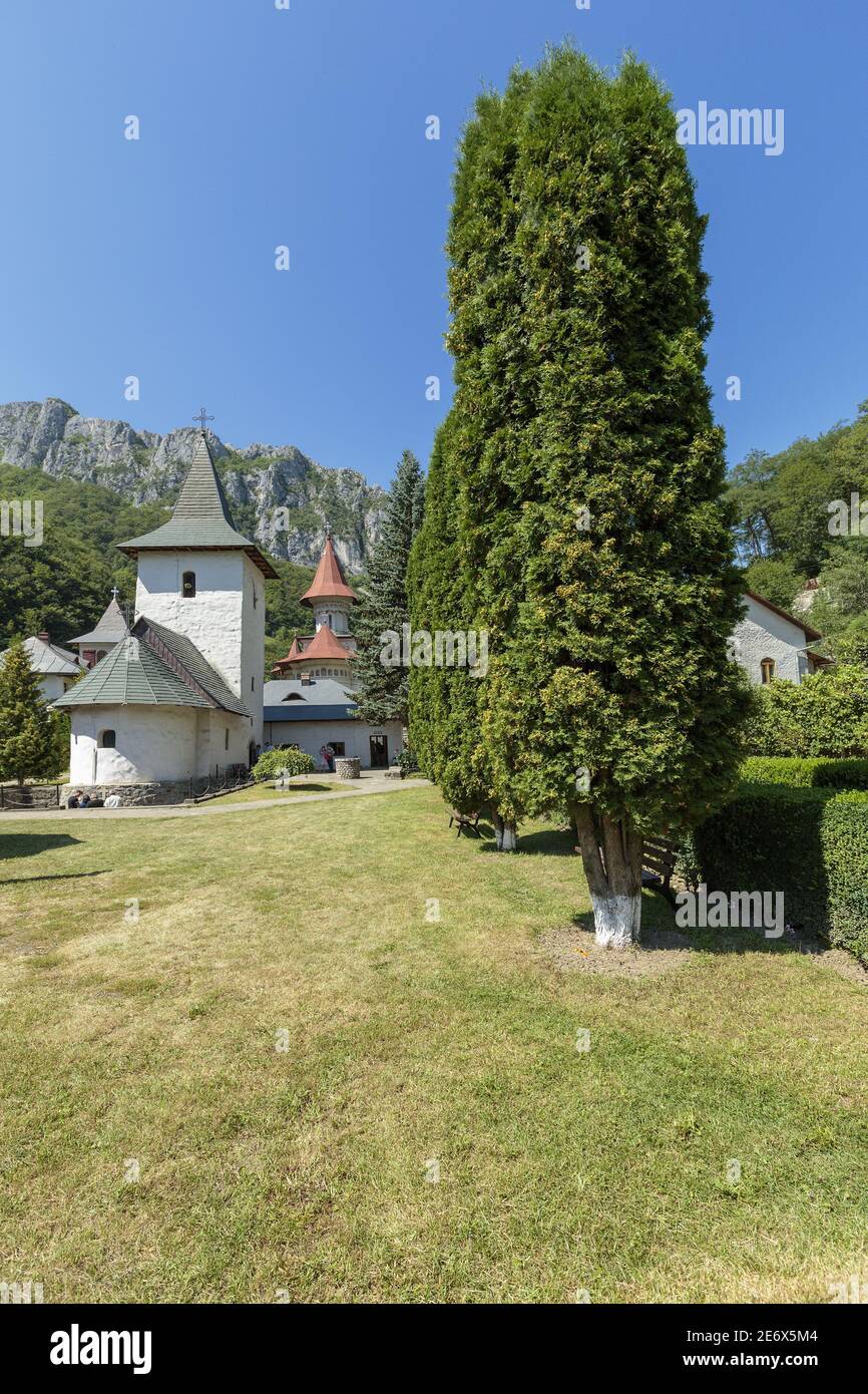 Ramet hi-res stock photography and images - Alamy