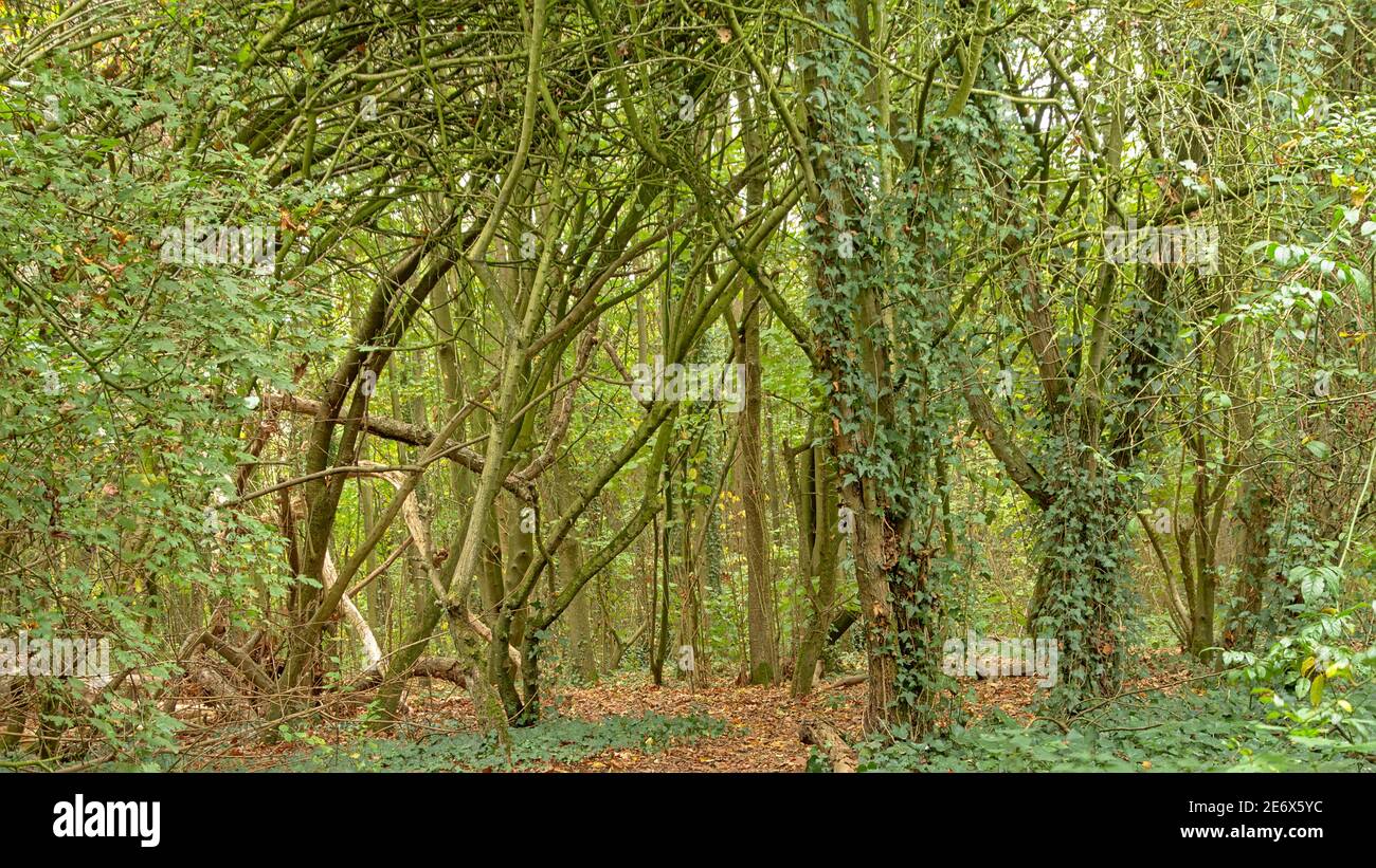 Forest wilderness in Gentbos nature reserve, Merelbeke, Ghent, Belgium ...
