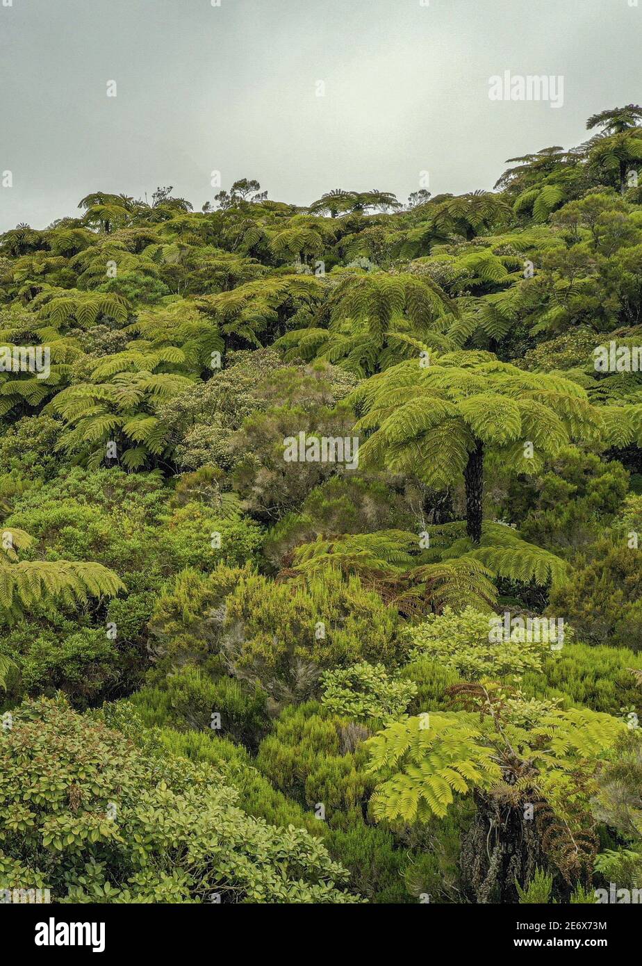 Palmiste hi-res stock photography and images - Alamy