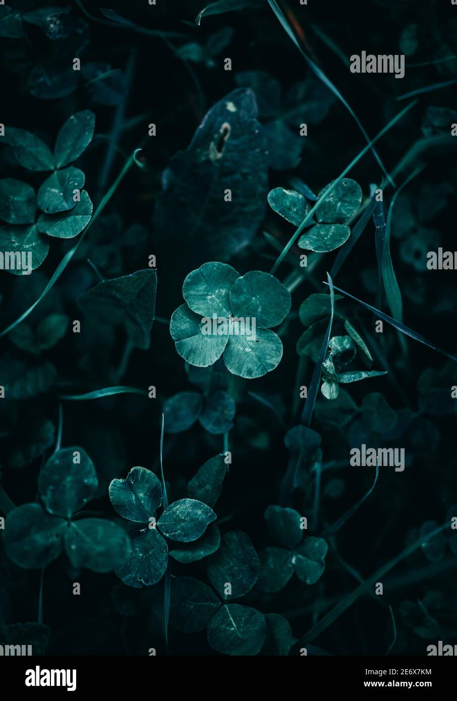 Vertical top view of blooming Four-leaf clover Stock Photo - Alamy