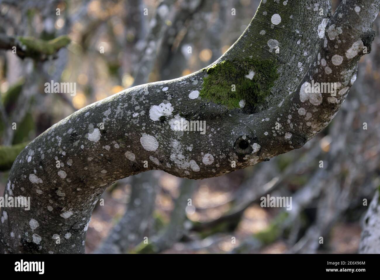 France, Haut Rhin, Hautes Vosges, Grand Ballon, altitude beech in ...