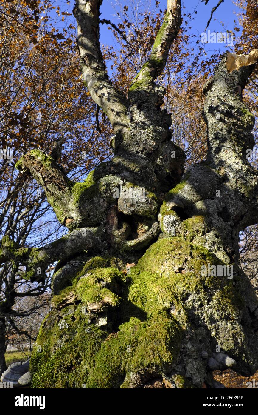 France, Haut Rhin, Hautes Vosges, Col du Breitfirst (1280 m), altitude ...