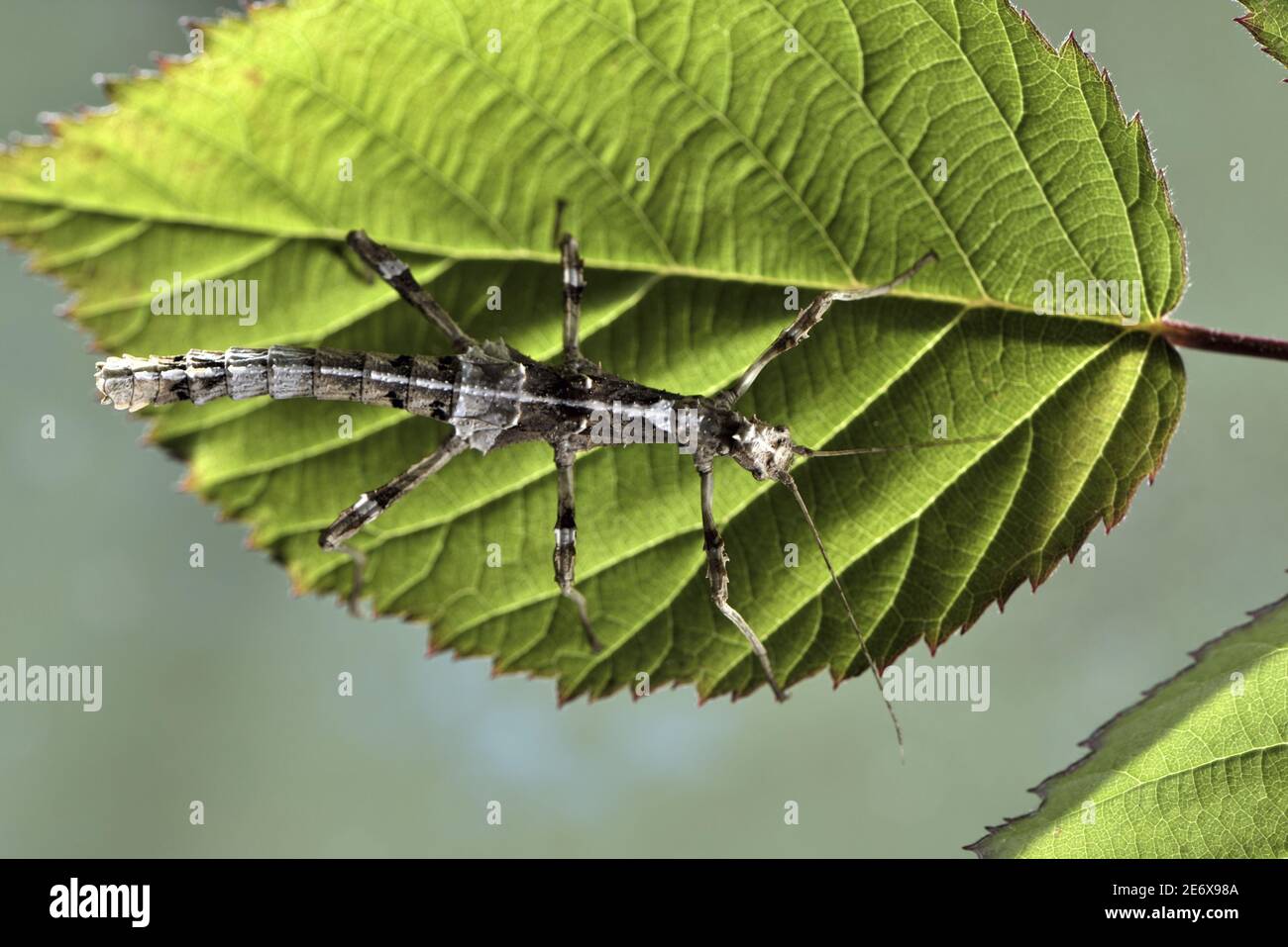 Sungay stick insect sungaya hi-res stock photography and images - Alamy