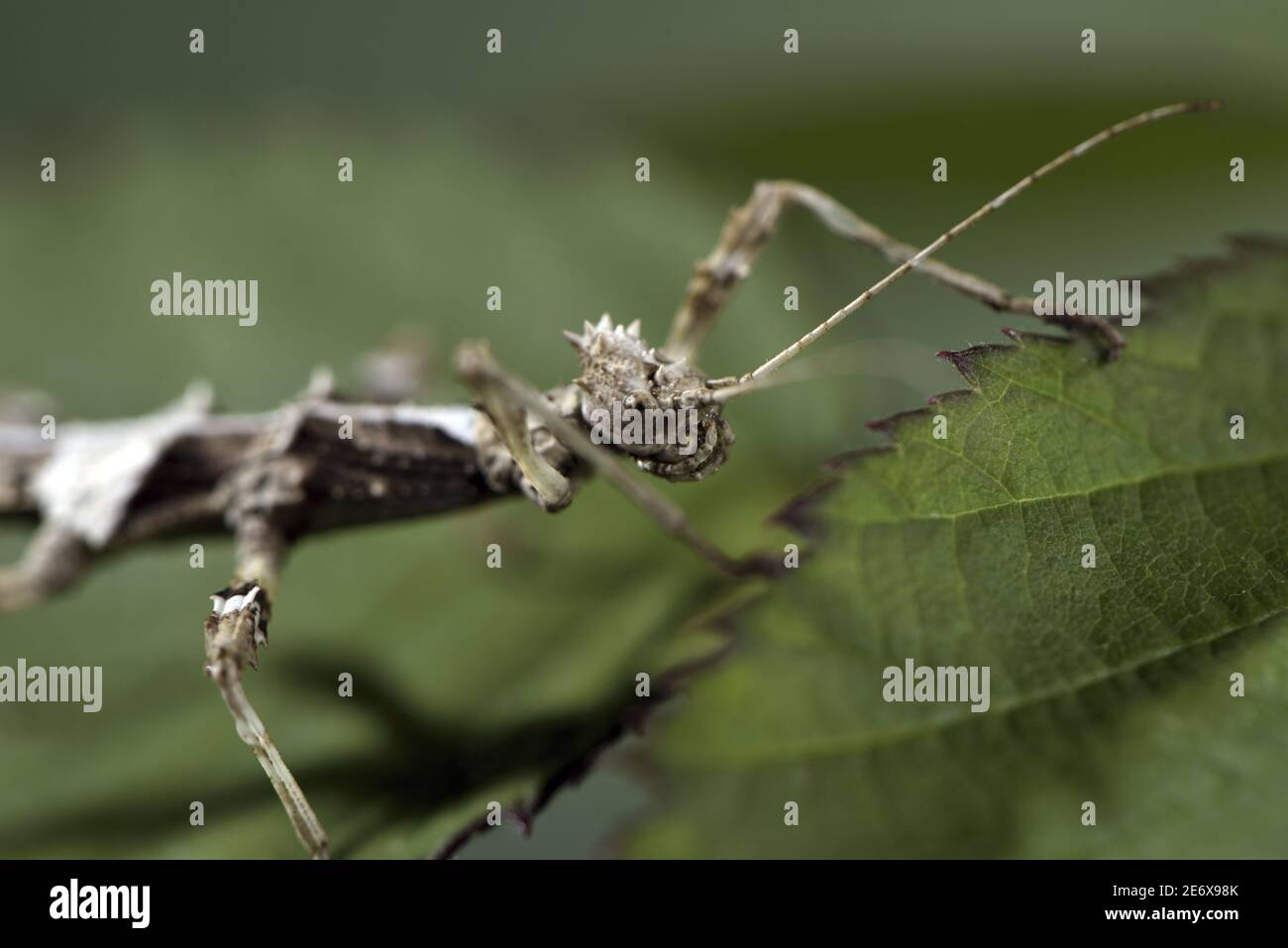France, Territoire de Belfort, Belfort, terrarium farming, Sungay stick ...
