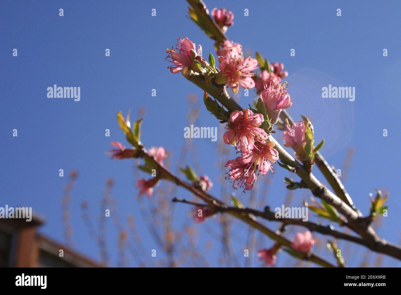 A Branch of Pink Cherry Blossoms Stock Photo - Alamy