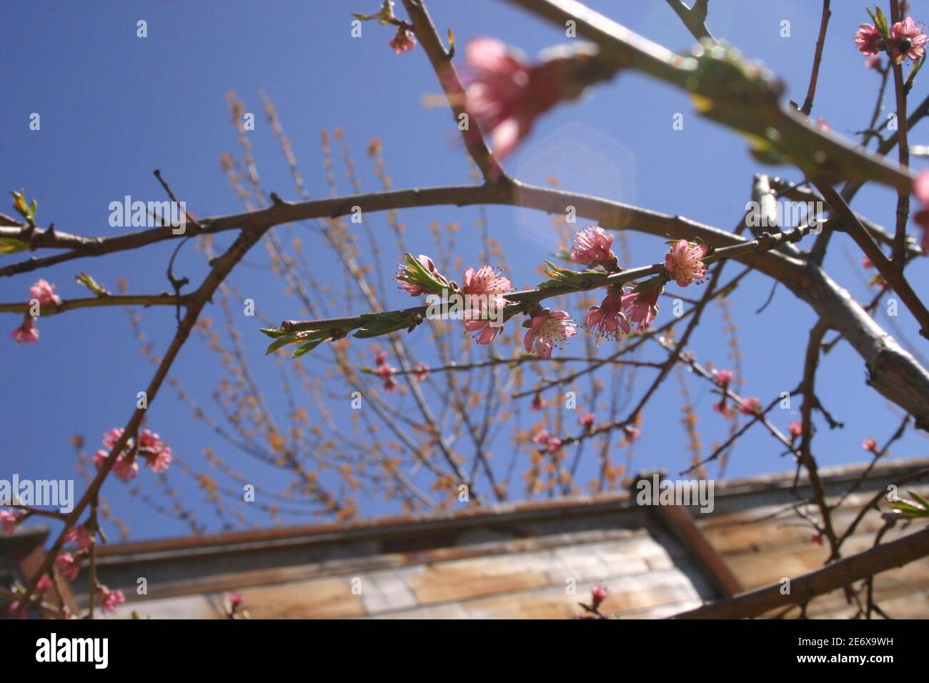 A Branch of Pink Cherry Blossoms Stock Photo - Alamy