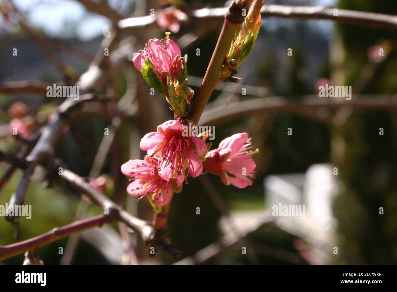 A Branch of Pink Cherry Blossoms Stock Photo - Alamy