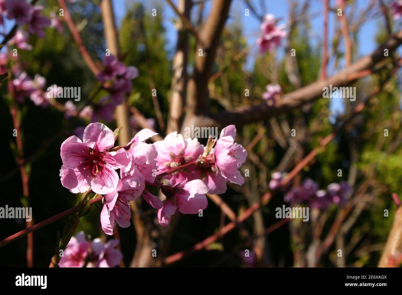 A Branch of Pink Cherry Blossoms Stock Photo - Alamy