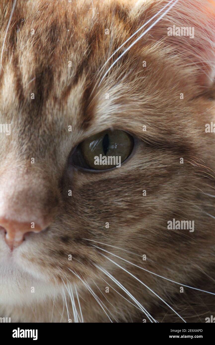 Vertical shot angry ginger hi-res stock photography and images - Alamy