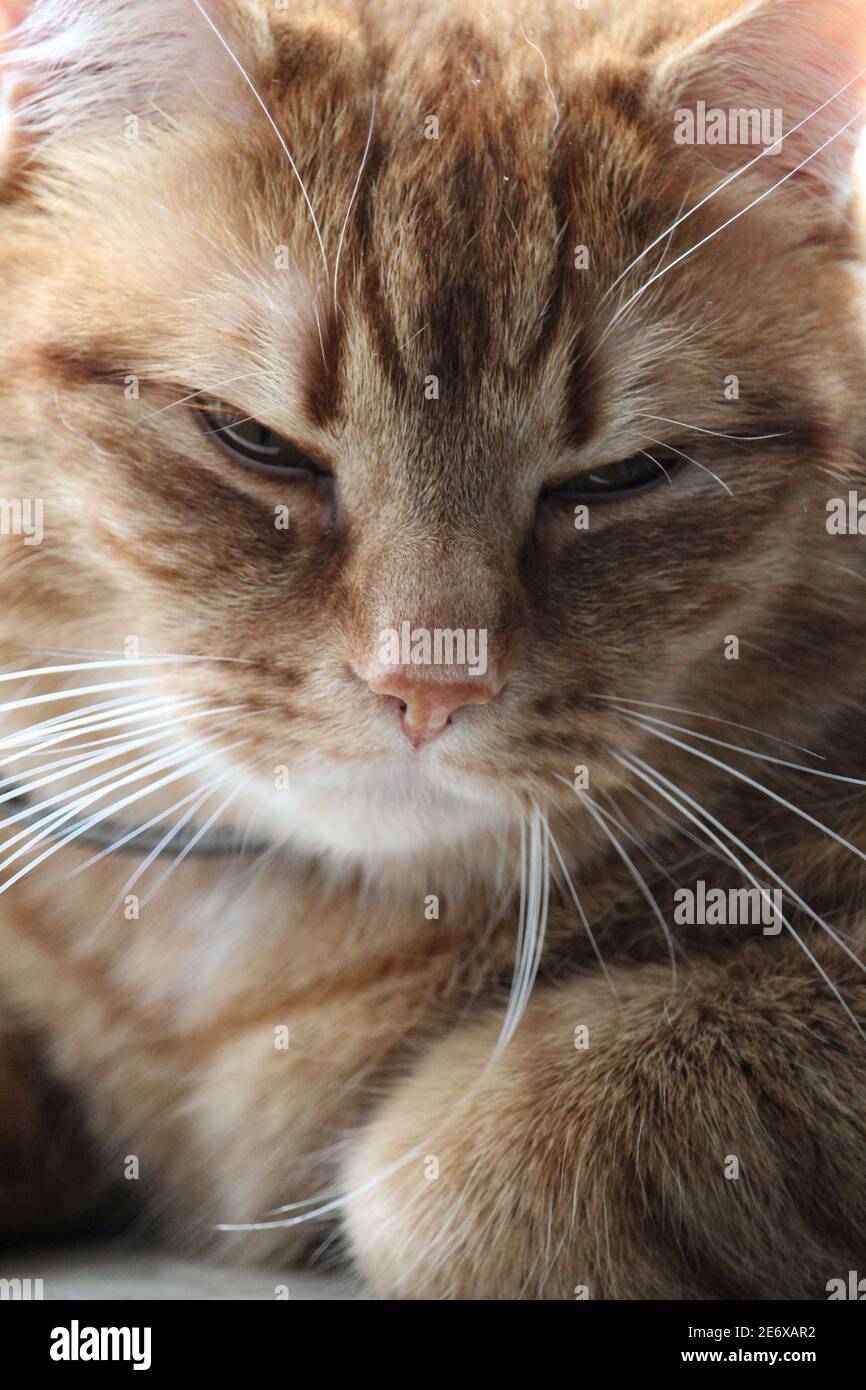 Vertical shot angry ginger hi-res stock photography and images - Alamy