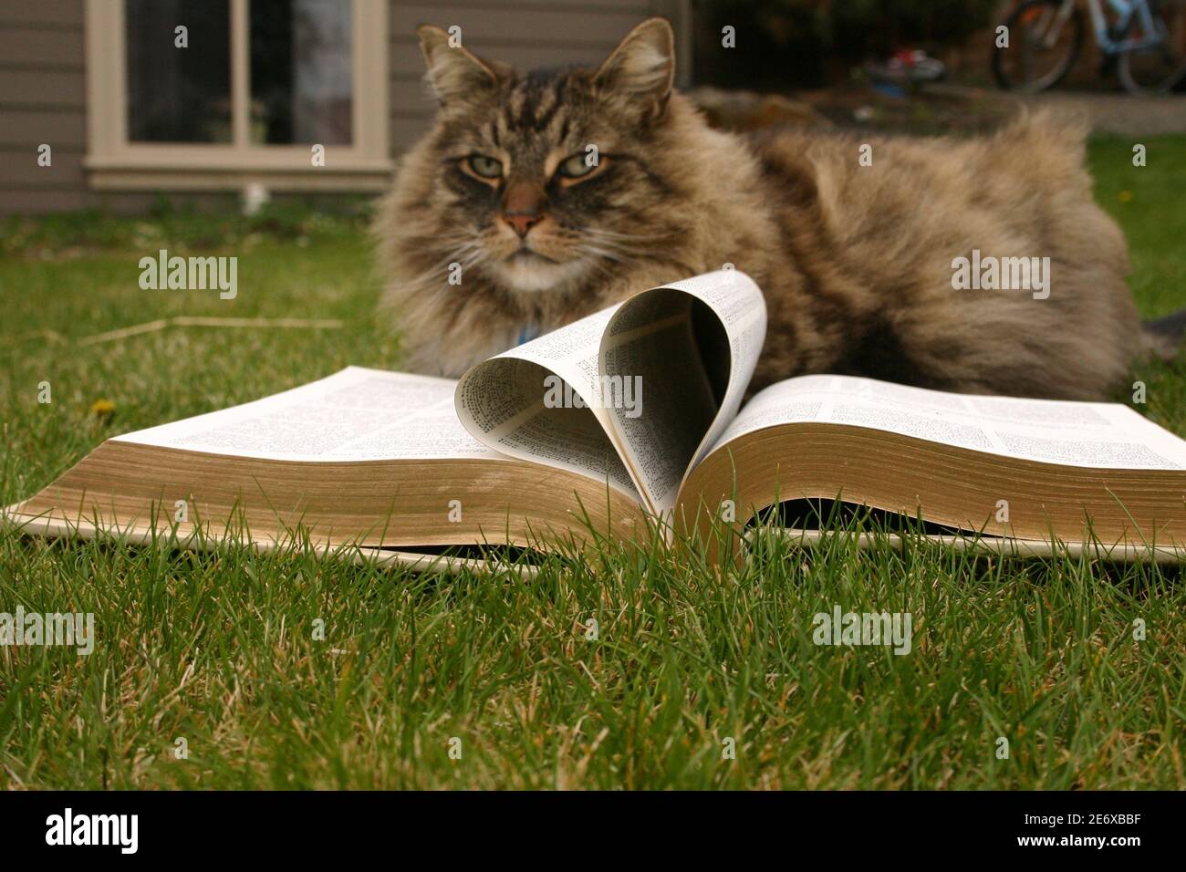 Cat and Book Heart aesthetic Stock Photo - Alamy
