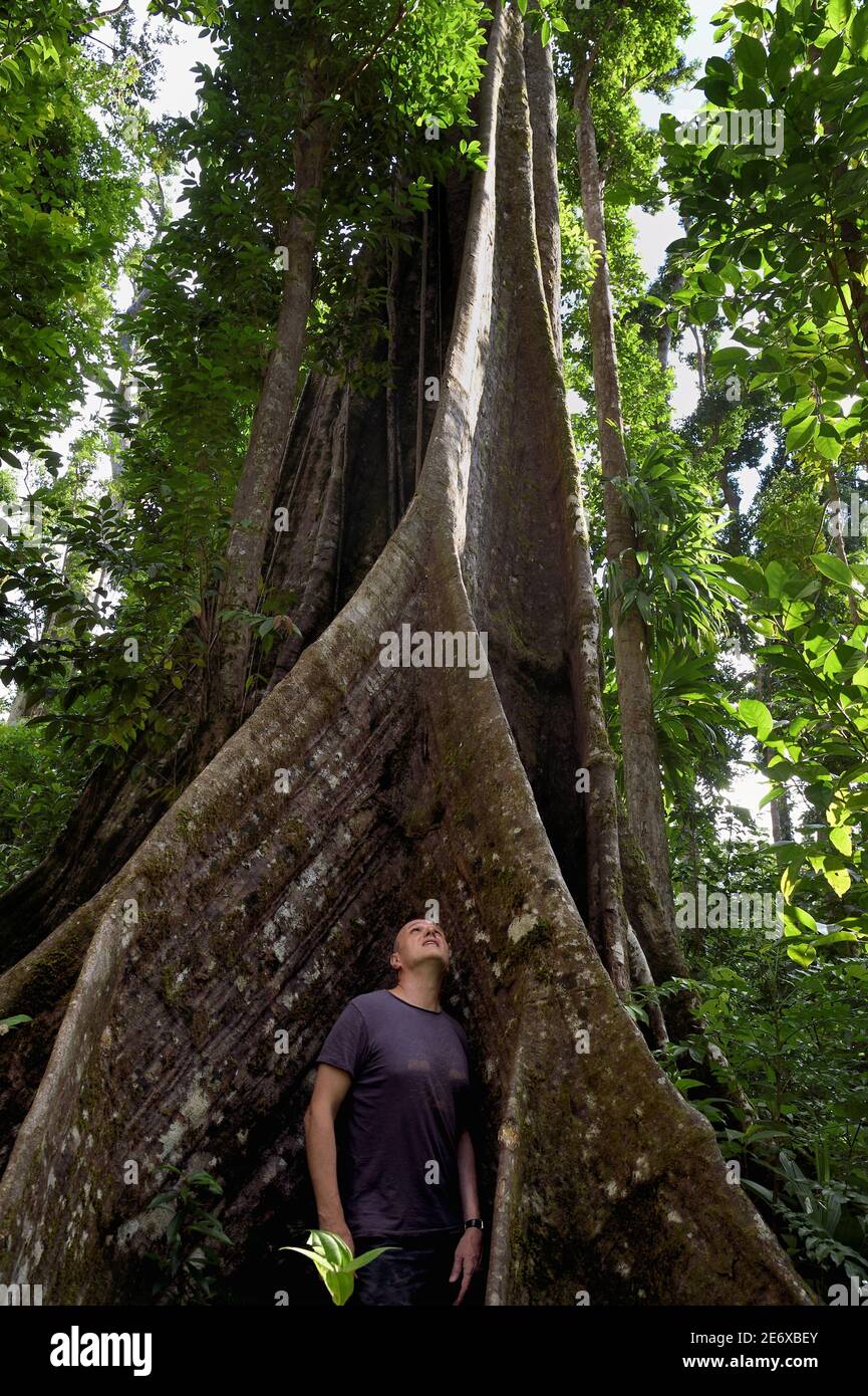 Caribbean, Dominica Island, Morne Diablotin National Park, acomat ...