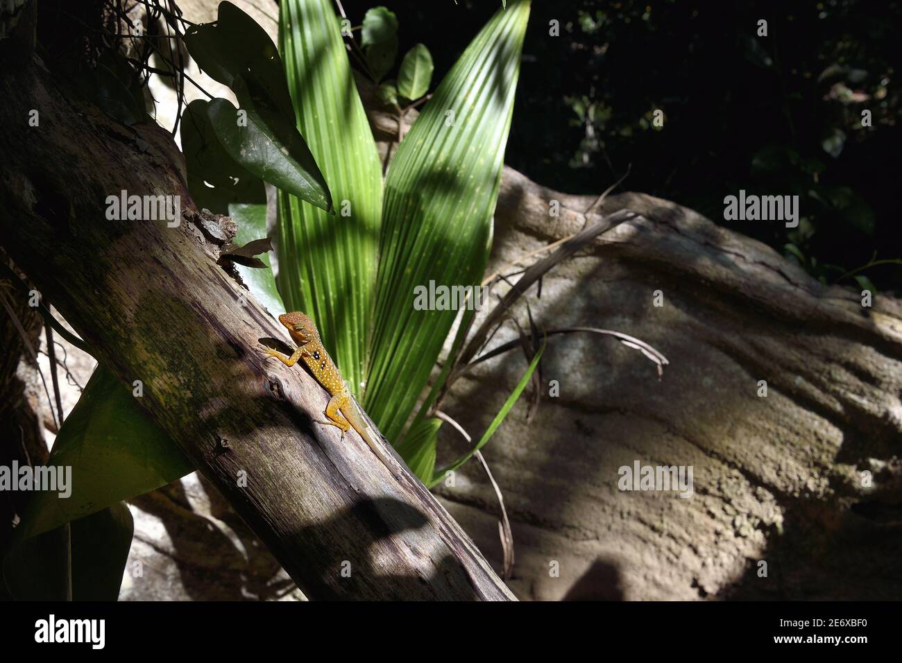 Caribbean, Dominica Island, Portsmouth, the banks of the Indian River ...