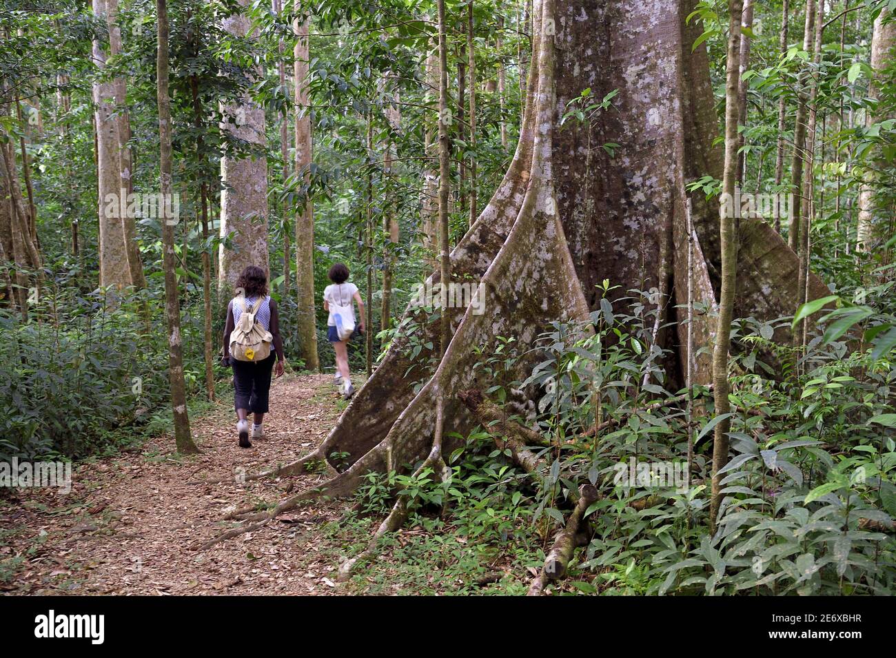 Caribbean, Dominica Island, Morne Diablotin National Park, acomat ...
