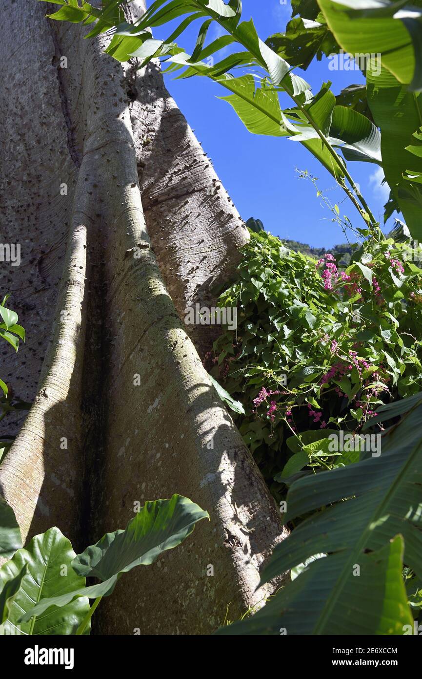Sandbox tree hi-res stock photography and images - Alamy