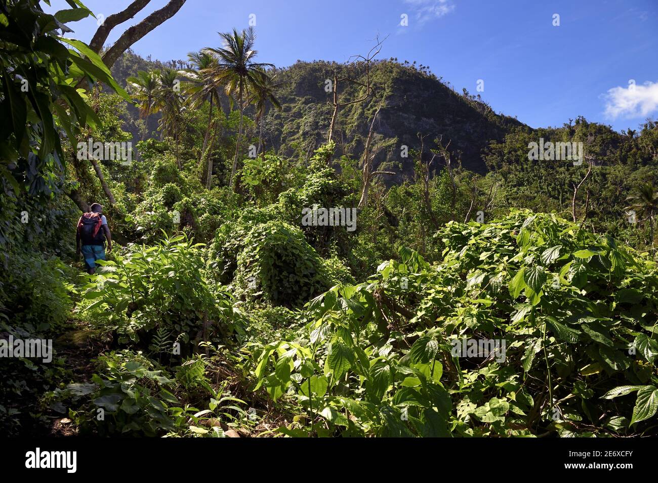 Caribbean, Dominica Island, hiker on segment 13 of the Waitukubuli ...