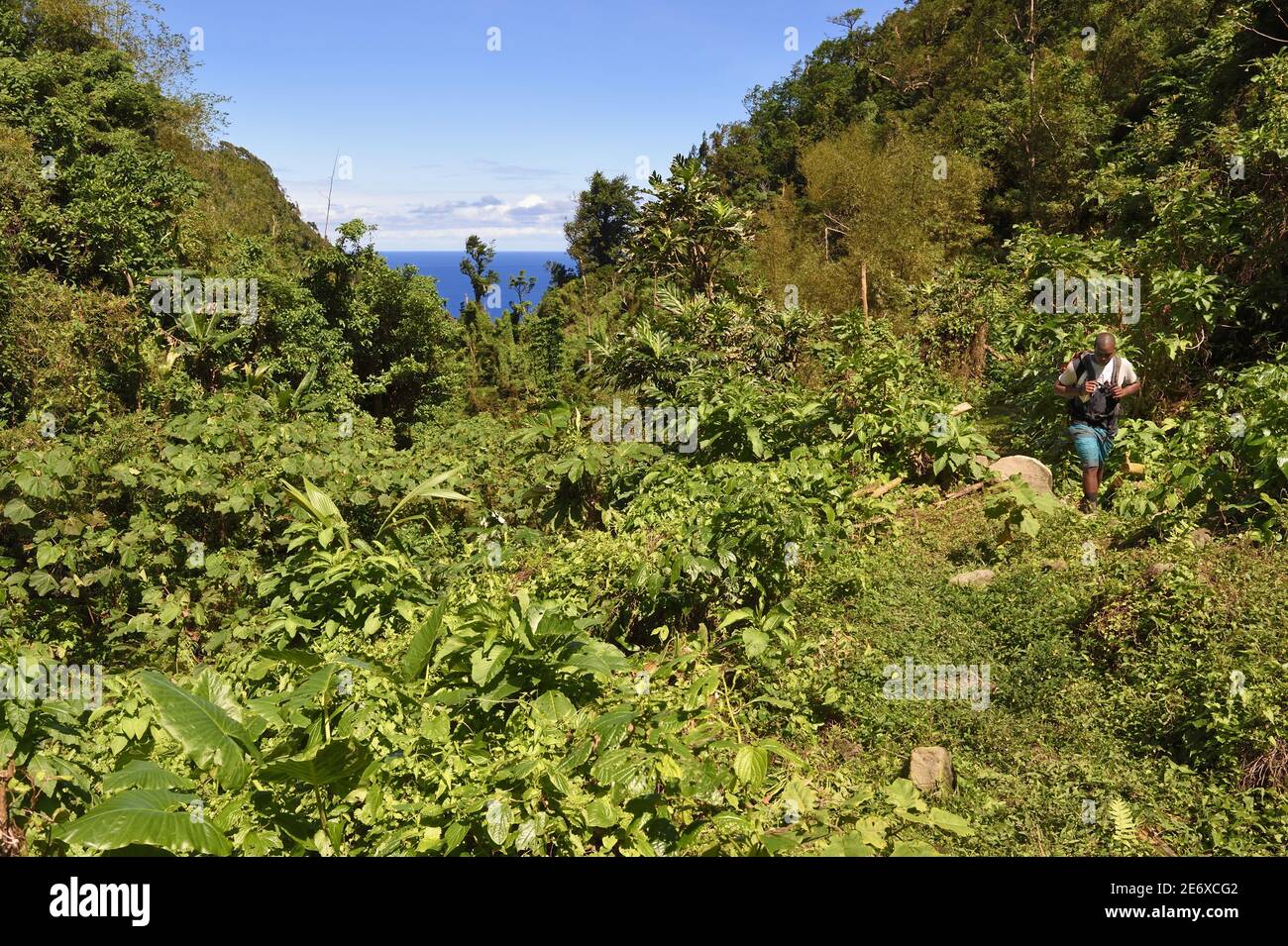 Caribbean, Dominica Island, hiker on segment 13 of the Waitukubuli ...