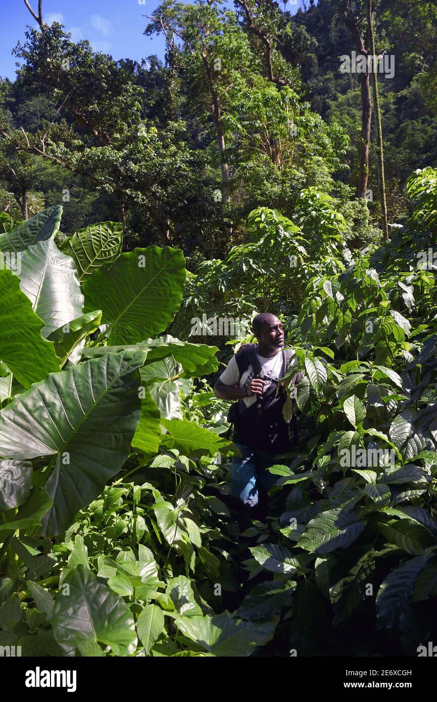 Caribbean, Dominica Island, hikers on segment 13 of the Waitukubuli ...