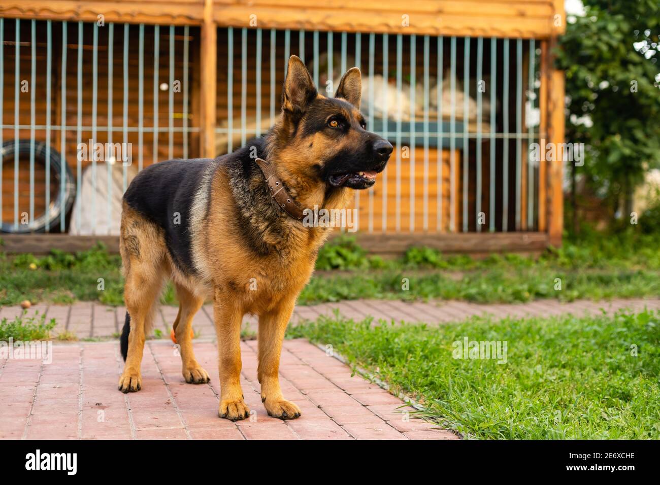 A long-haired German shepherd in the yard Stock Photo - Alamy