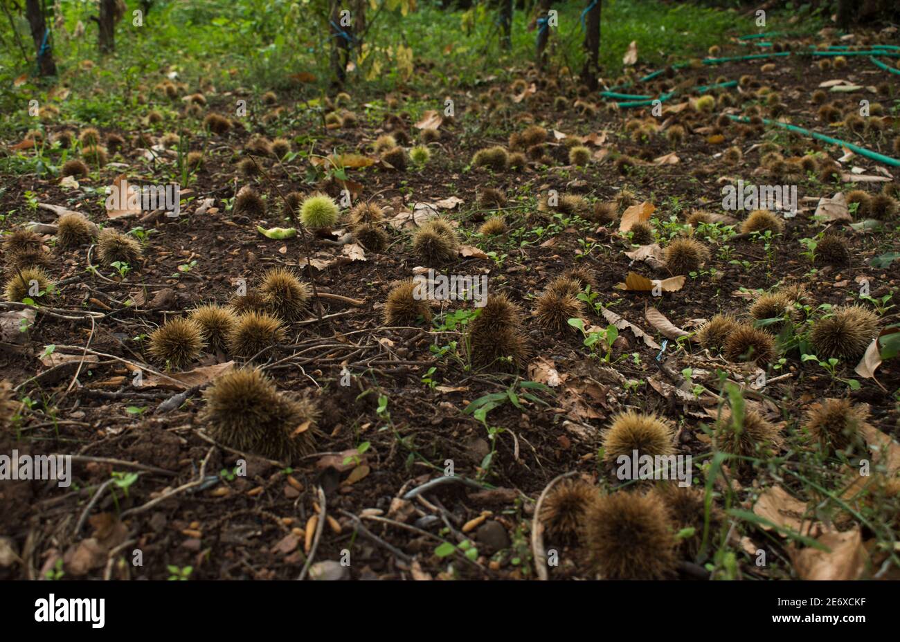 Autumn flowers chestnuts and tree colors on fallen leaves Stock Photo ...