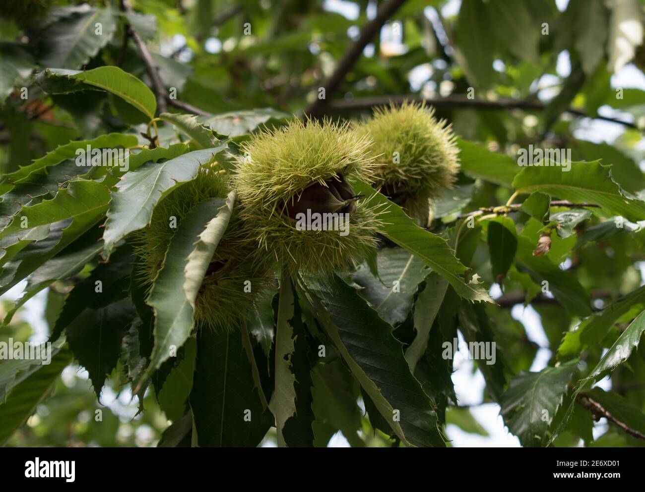 Fresh chestnuts with open husk.Branch of chestnut with fruits. Castanea ...