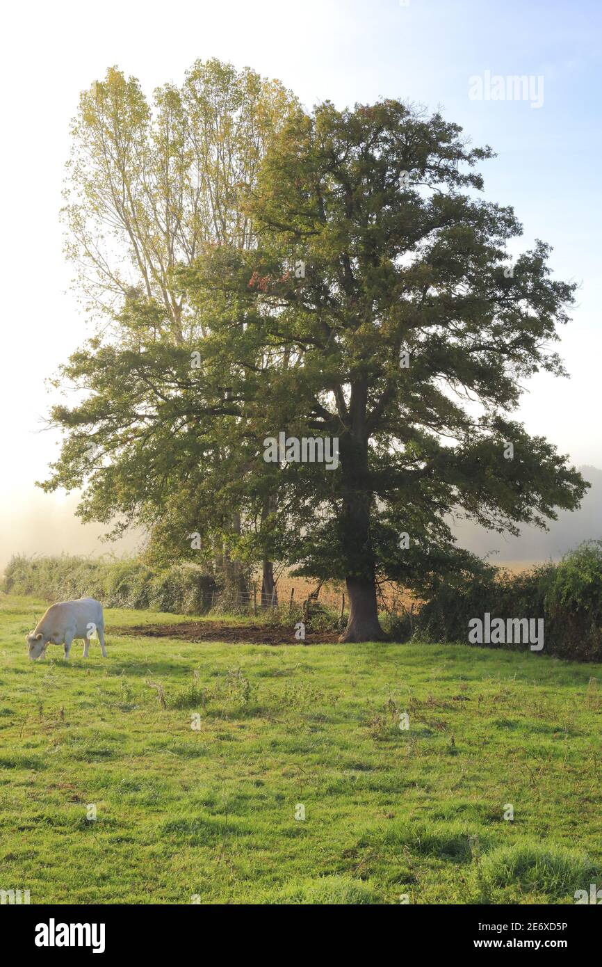 Arcon hi-res stock photography and images - Alamy