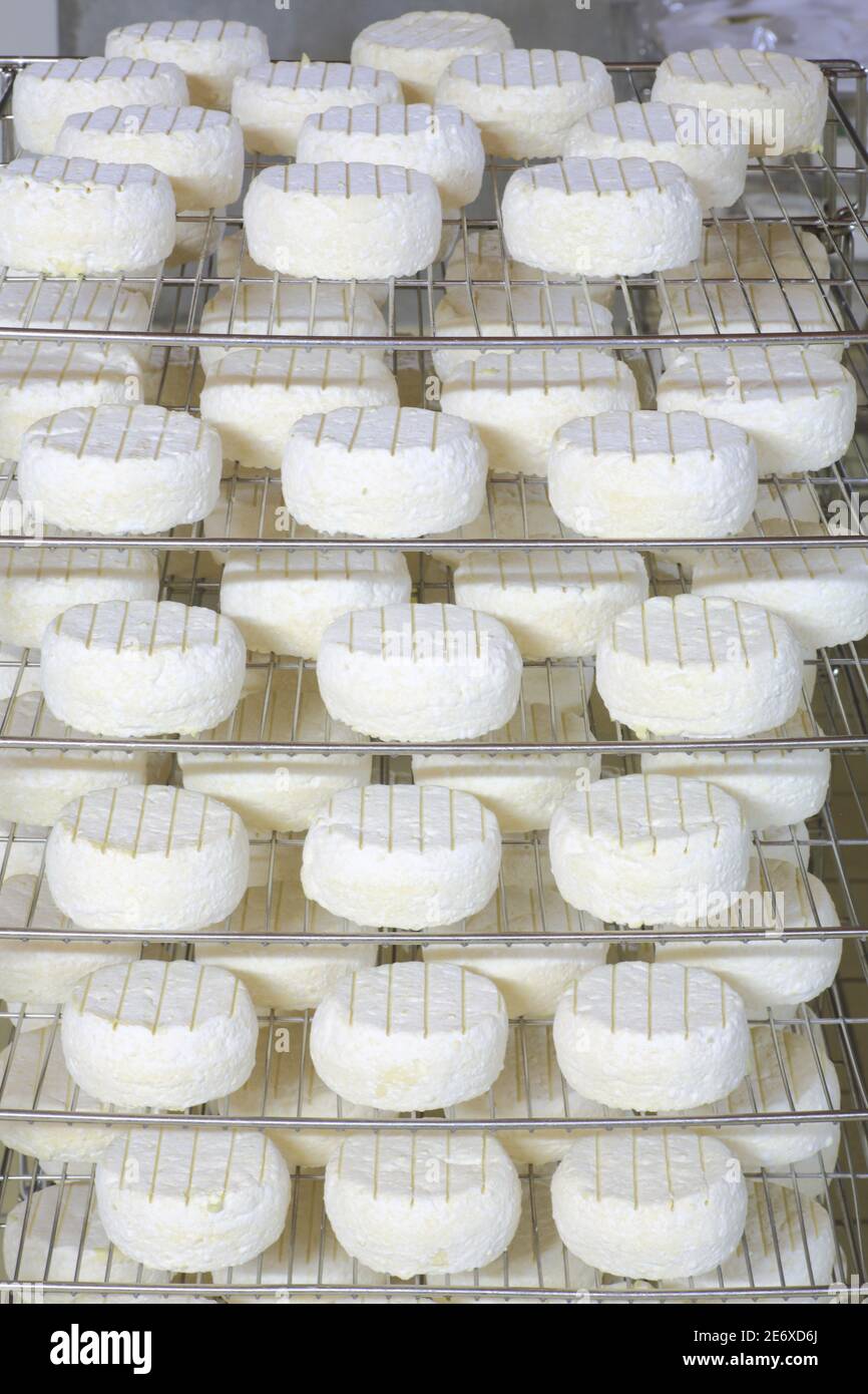 Cows Milk Cheese High Resolution Stock Photography and Images - Alamy