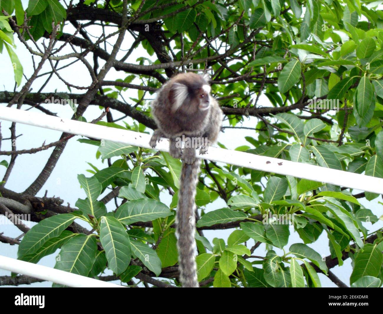Petit singe hi-res stock photography and images - Alamy