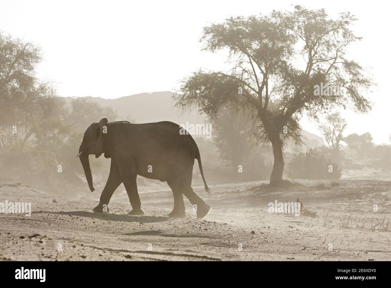 Namibia, Namib Desert, Huab river, desert elephants (Loxodonta africana ...