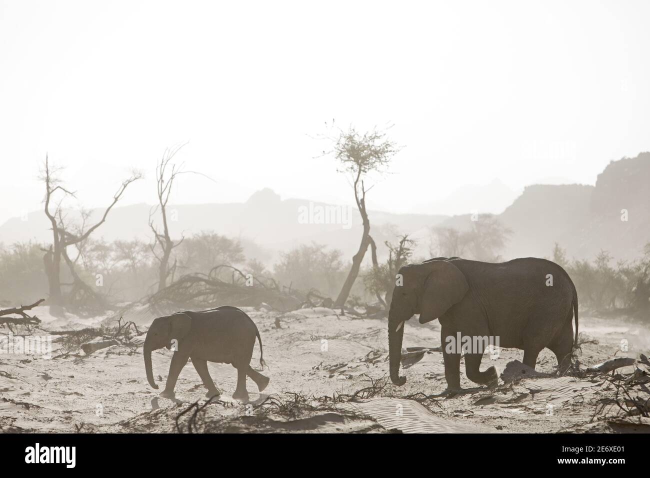 Namibia, Namib Desert, Huab river, desert elephants (Loxodonta africana ...