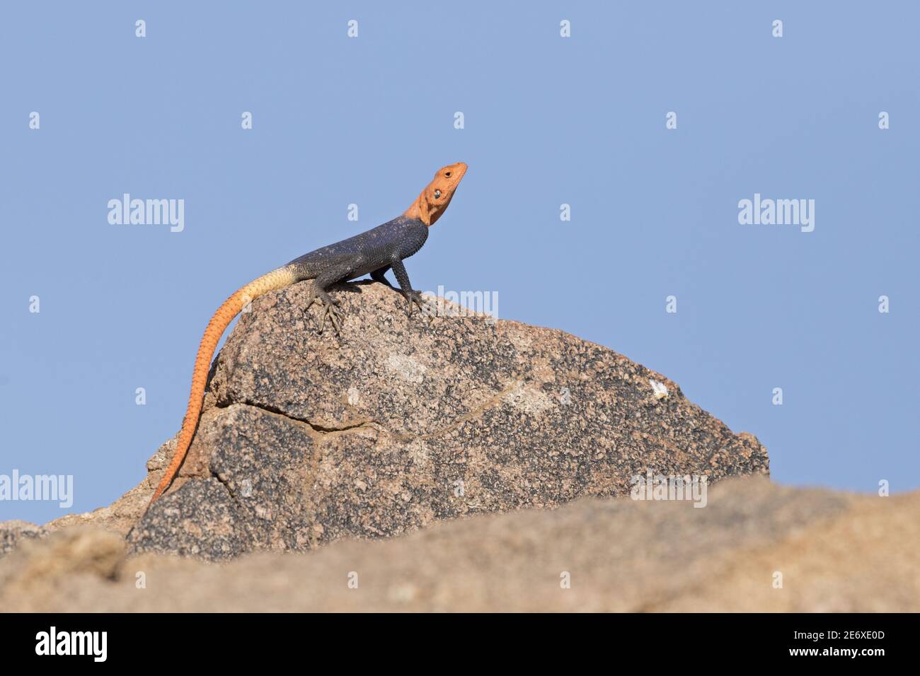 Agame hi-res stock photography and images - Alamy