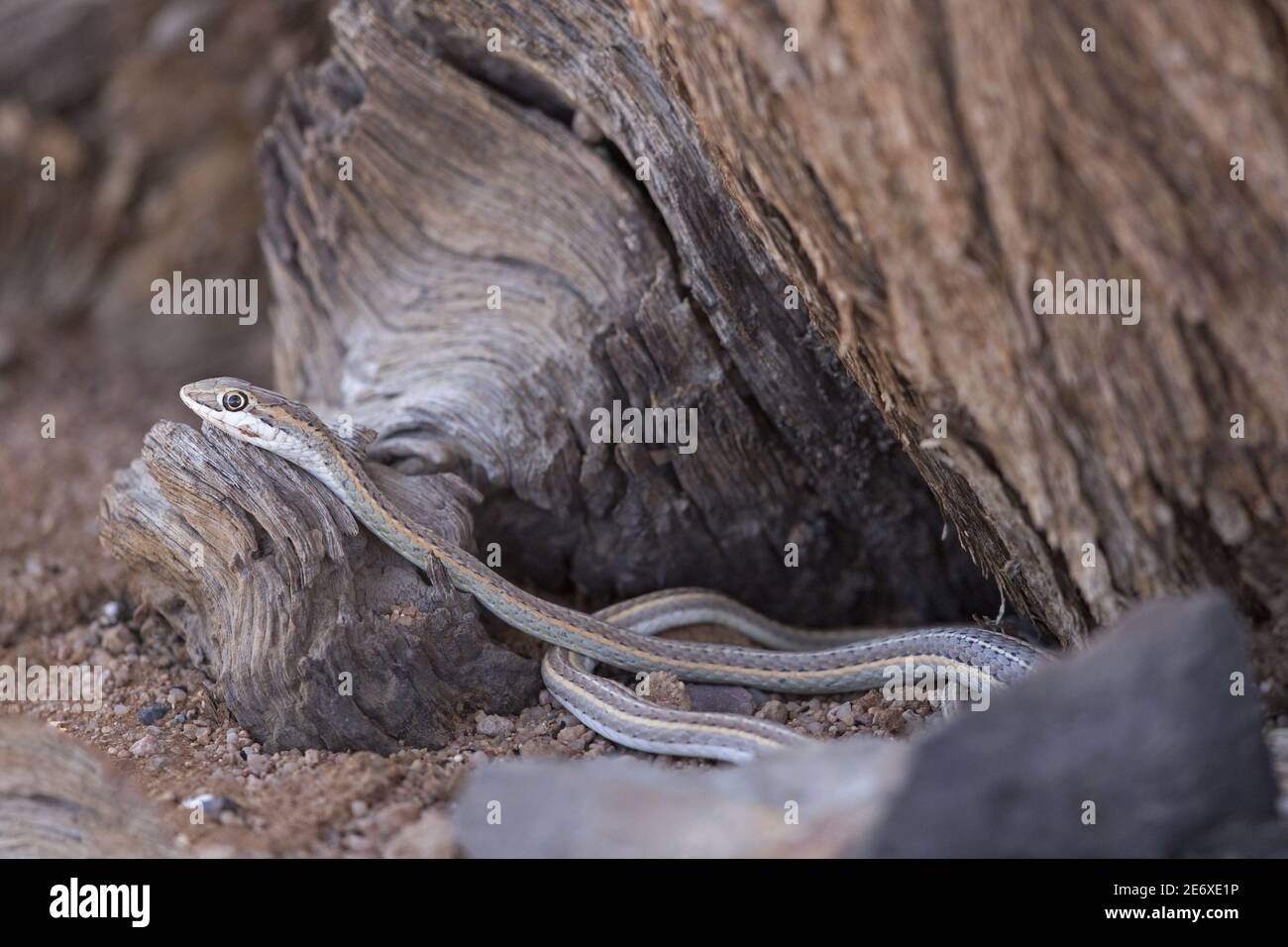 Namibia, Namib desert, Sesriem, Snake, (Psammophis namibensis Stock ...