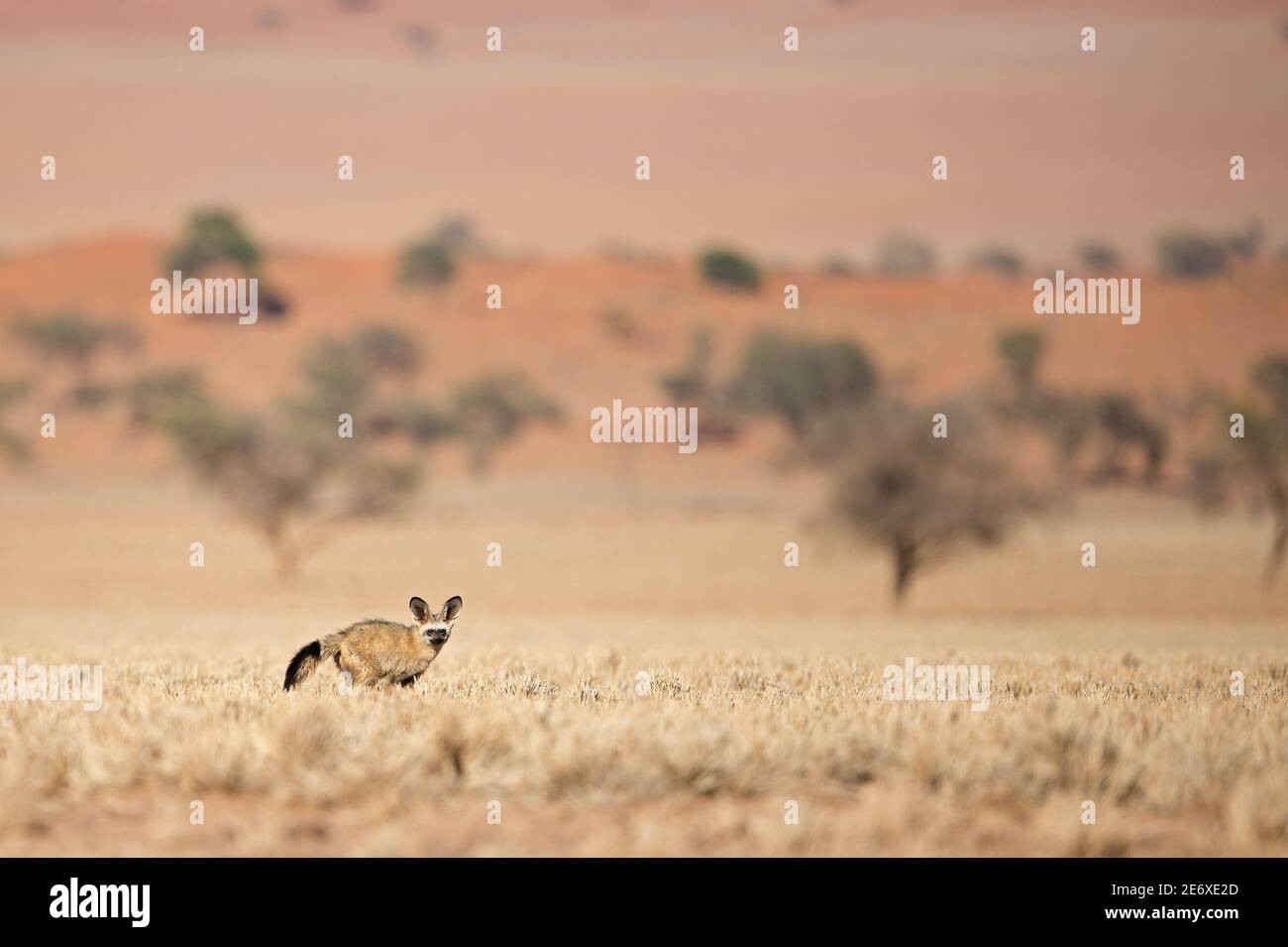 Namibia, Namib Desert, NamibRand Reserve, Otocyon (Otocyon megalotis ...