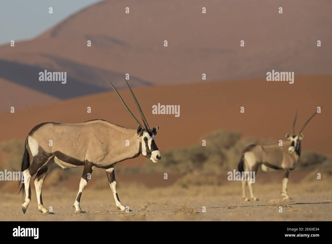 Namibia, Namib desert, Sesriem, Oryx gazelle, Gemsbok, (Oryx gazella ...