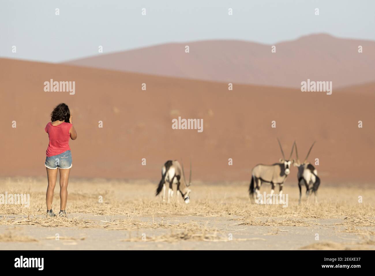 Three gazelle hi-res stock photography and images - Alamy