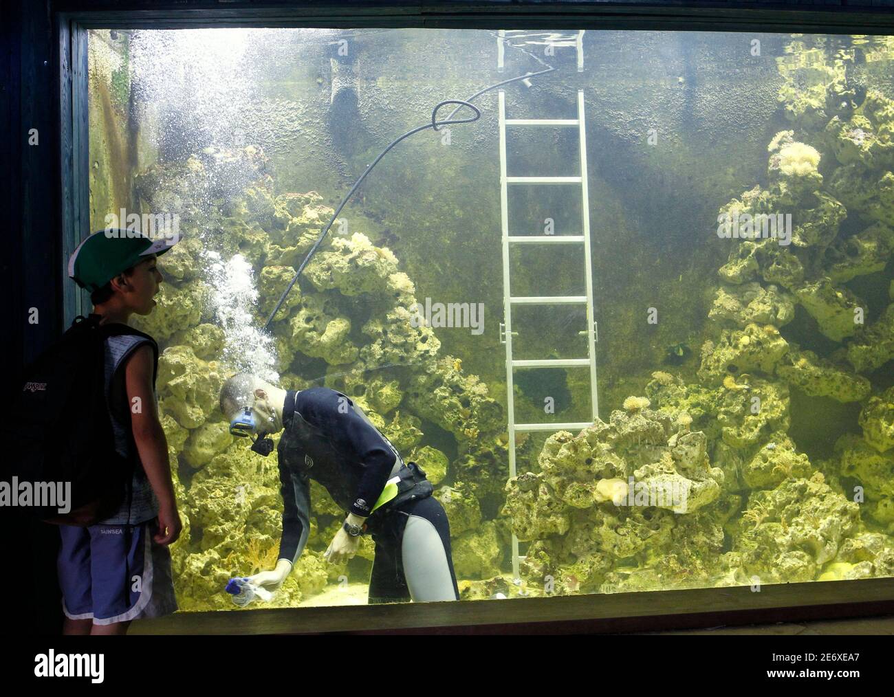 Nine fish aquarium hi-res stock photography and images - Alamy