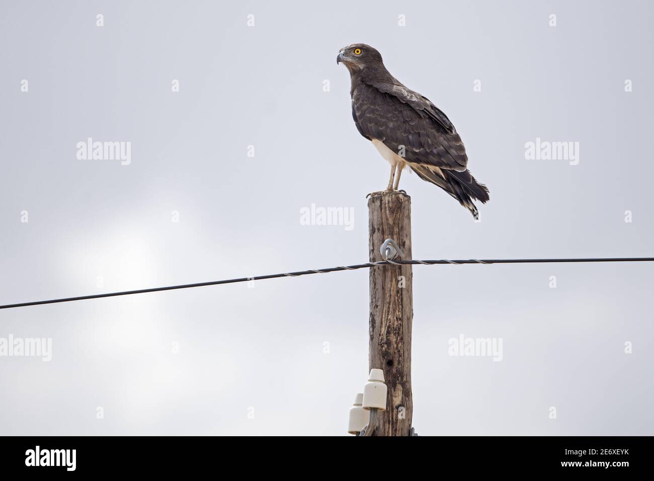 Namibia, Etosha National Park, Black-chested Snake Eagle (Circaetus ...