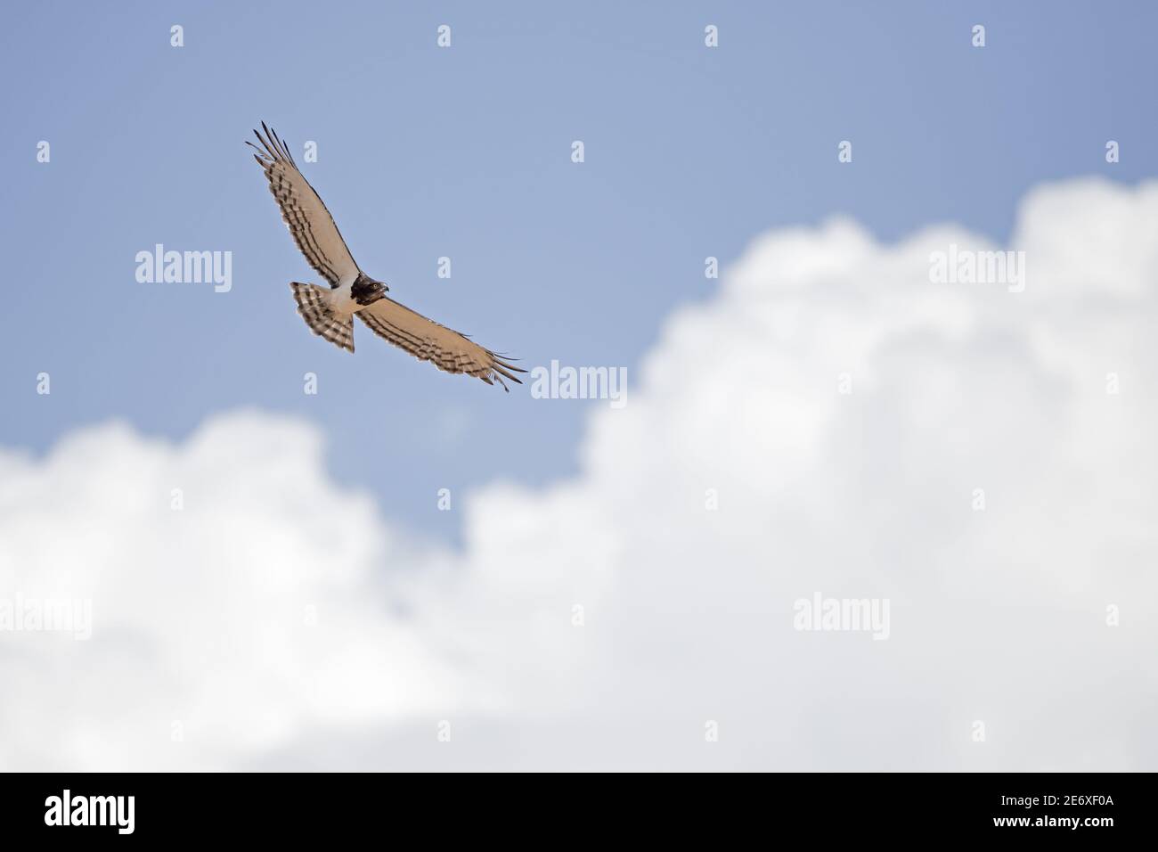 Namibia, Etosha National Park, Black-chested Snake Eagle (Circaetus ...