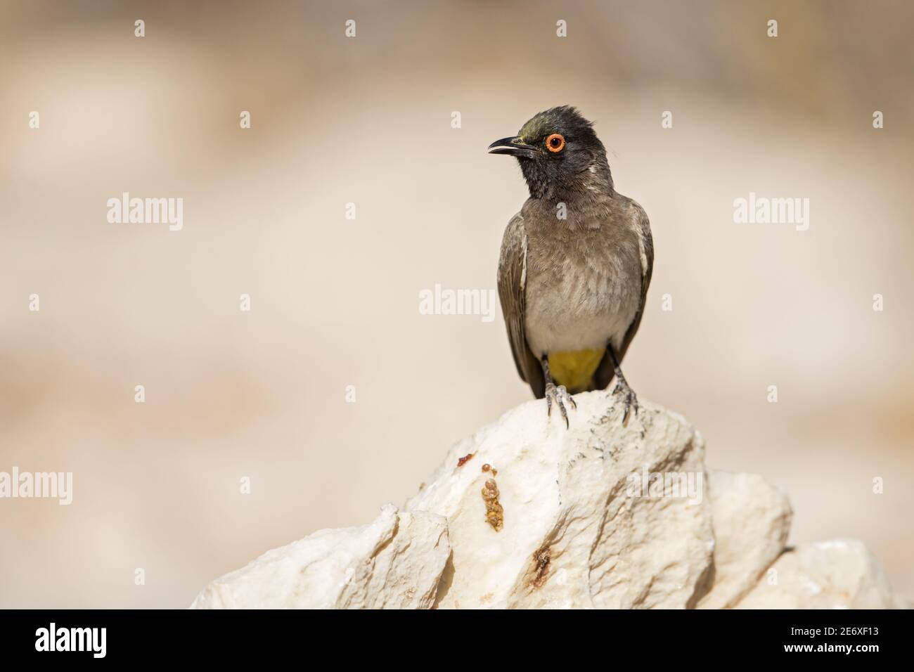 Namibia, Camp Gecko, African Red-eyed Bulbul, (Pycnonotus nigricans ...