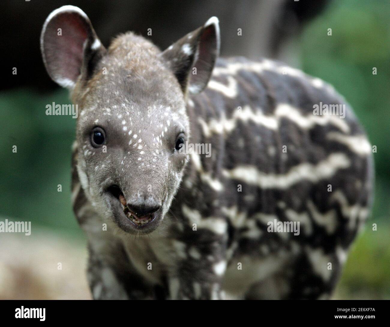 Tapir enclosure hi-res stock photography and images - Alamy