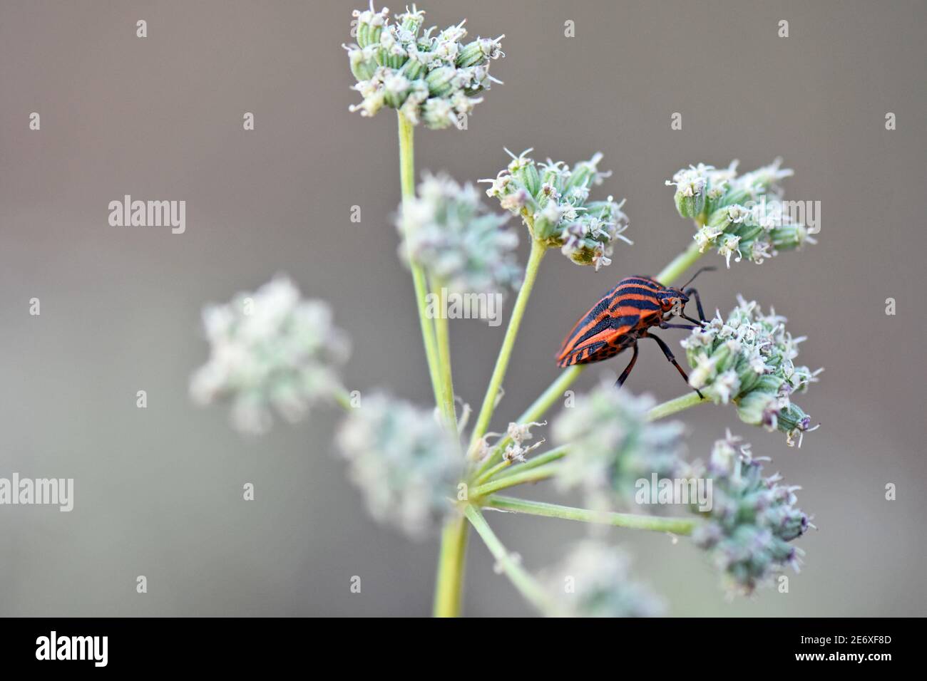 Insects on the plant Stock Photo - Alamy