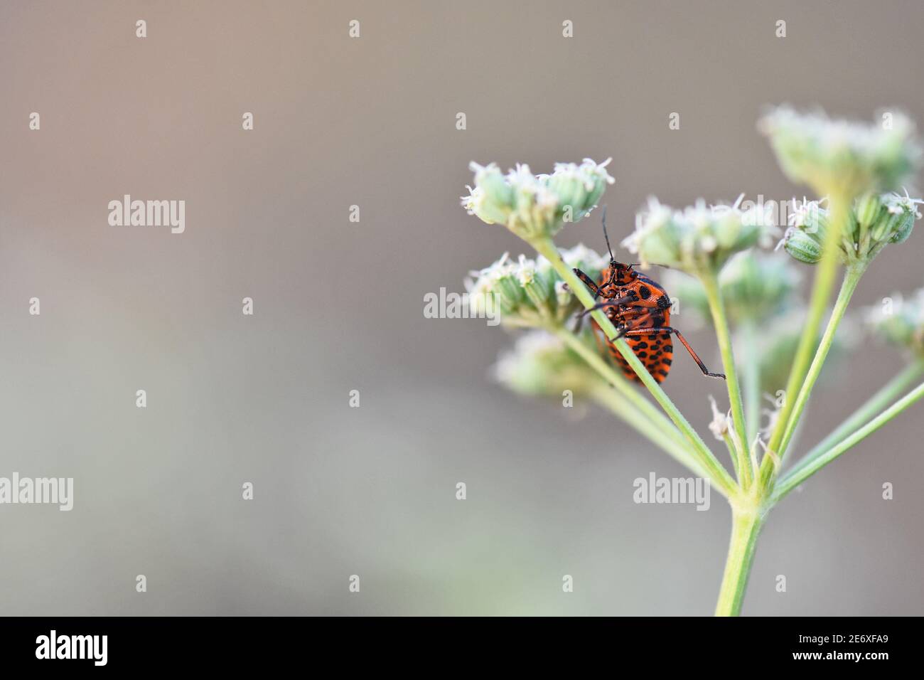 Insects on the plant Stock Photo - Alamy
