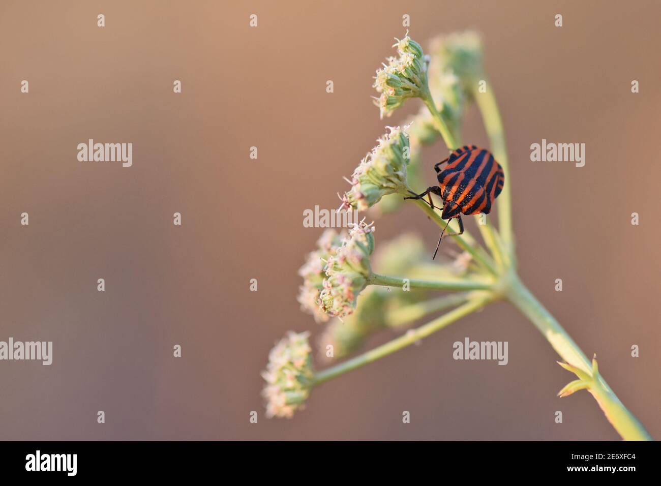Bright colored insects hi-res stock photography and images - Alamy