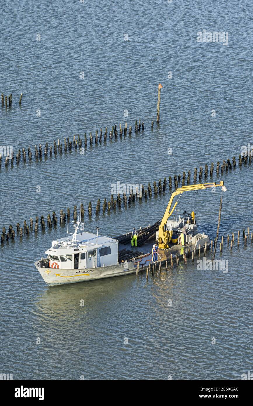 France, Vendee, La Faute sur Mer, mussel boat putting a new mussel pole ...