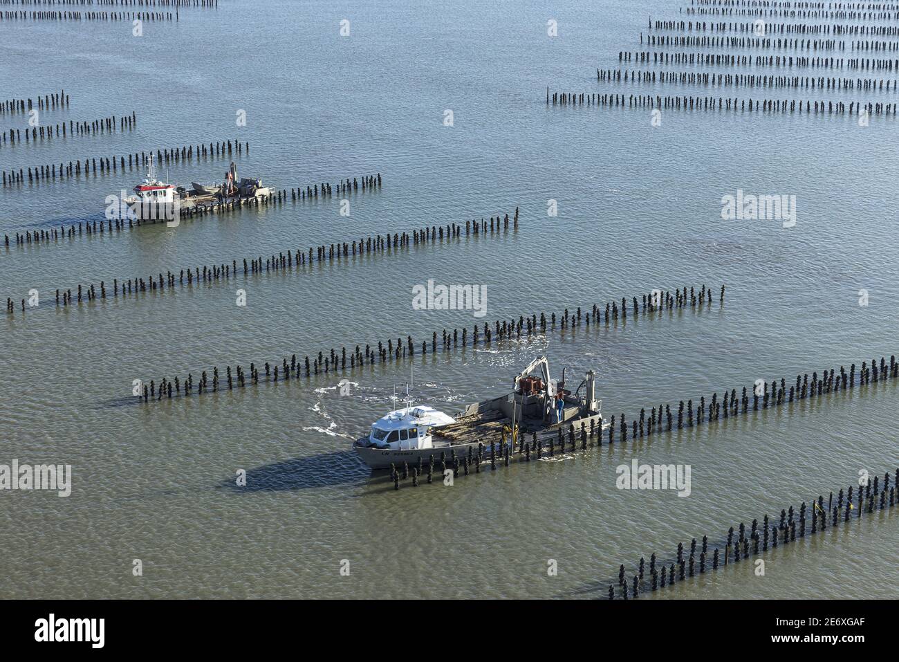 France, Vendee, La Faute sur Mer, mussel boat putting a new mussel pole ...