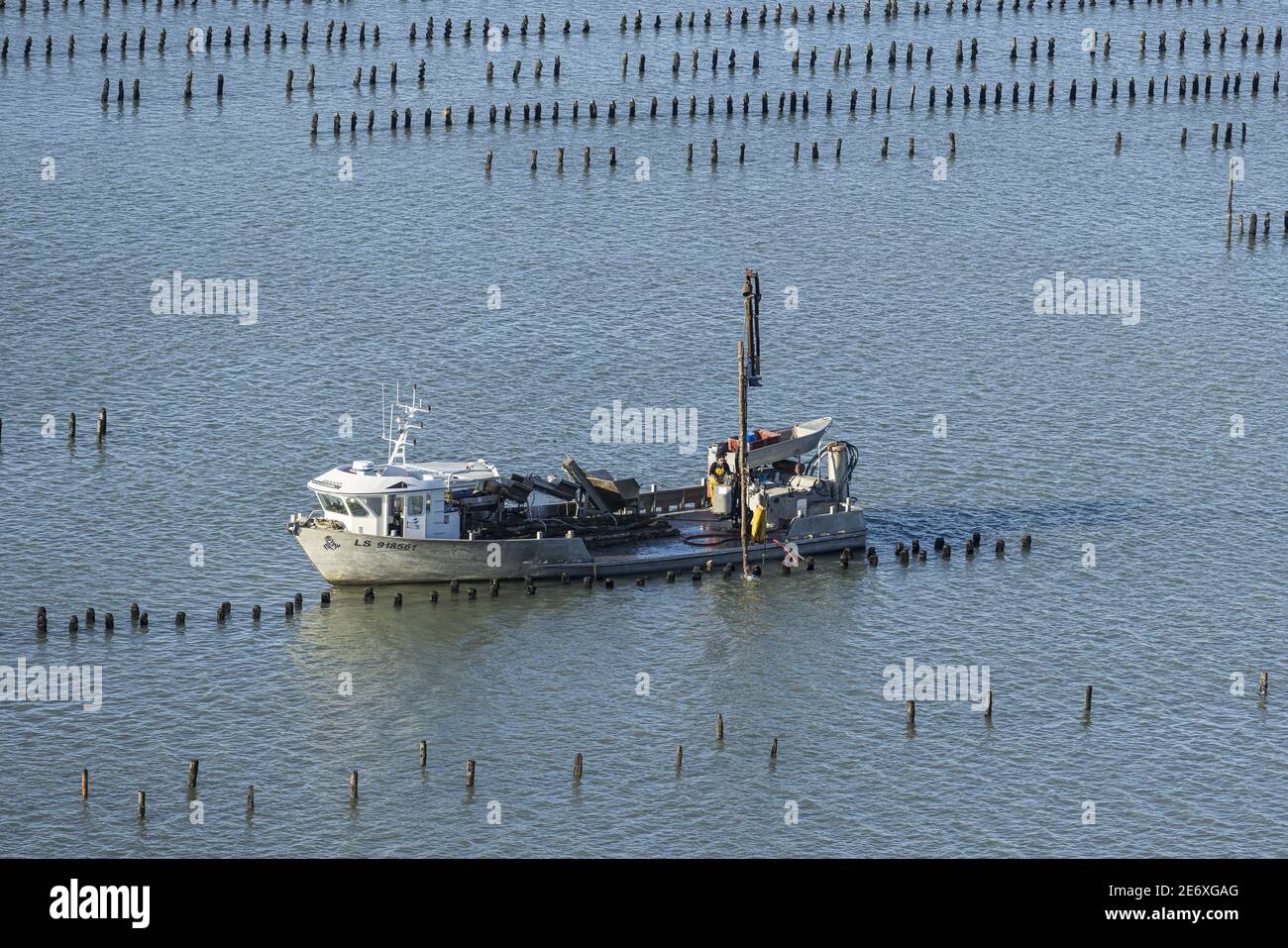 France, Vendee, La Faute sur Mer, mussel boat putting a new mussel pole ...