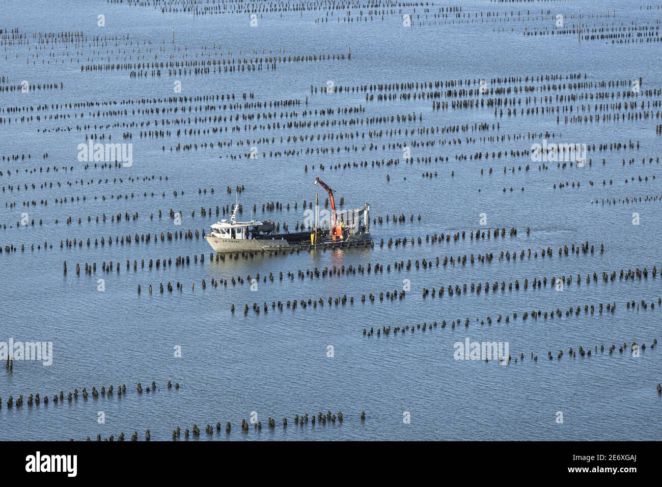 France, Vendee, La Faute sur Mer, mussel boat putting a new mussel pole ...