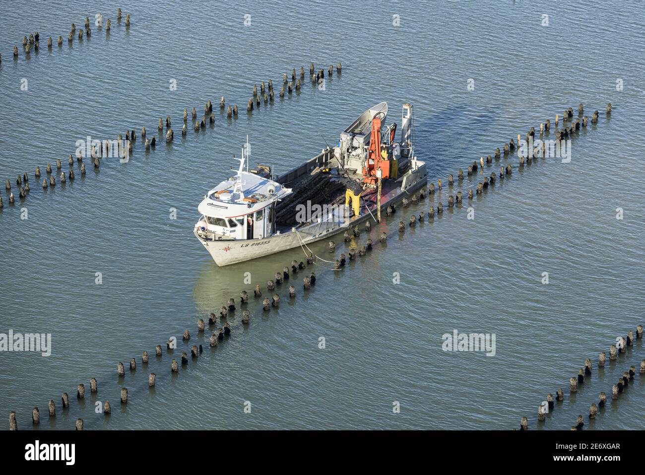 France, Vendee, La Faute sur Mer, mussel boat putting a new mussel pole ...