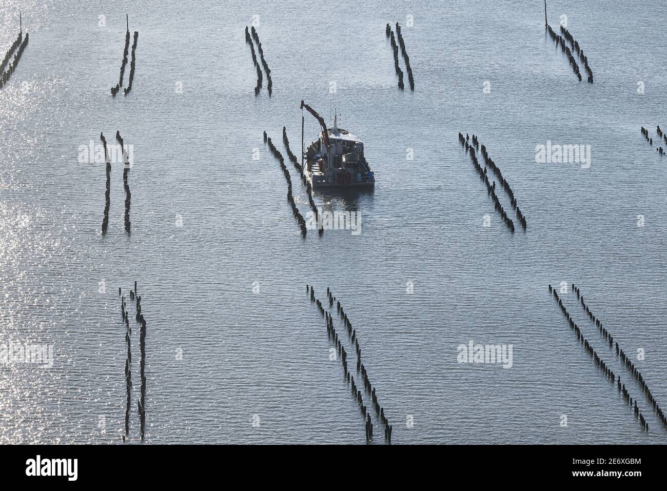 France, Vendee, La Faute sur Mer, mussel boat putting a new mussel pole ...